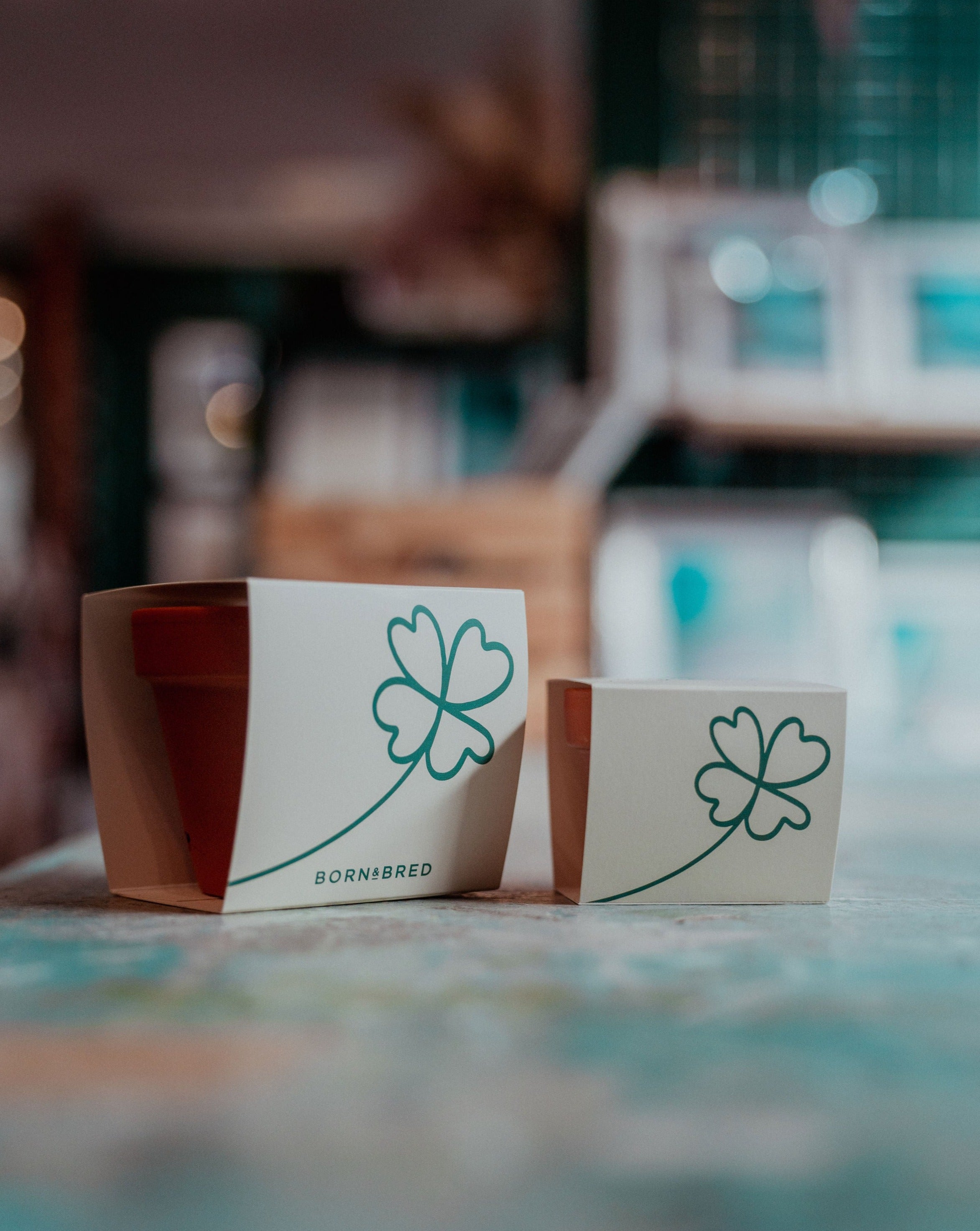 Irish Shamrock | Grow Your Own Shamrock Pot Kit | Born & Bred