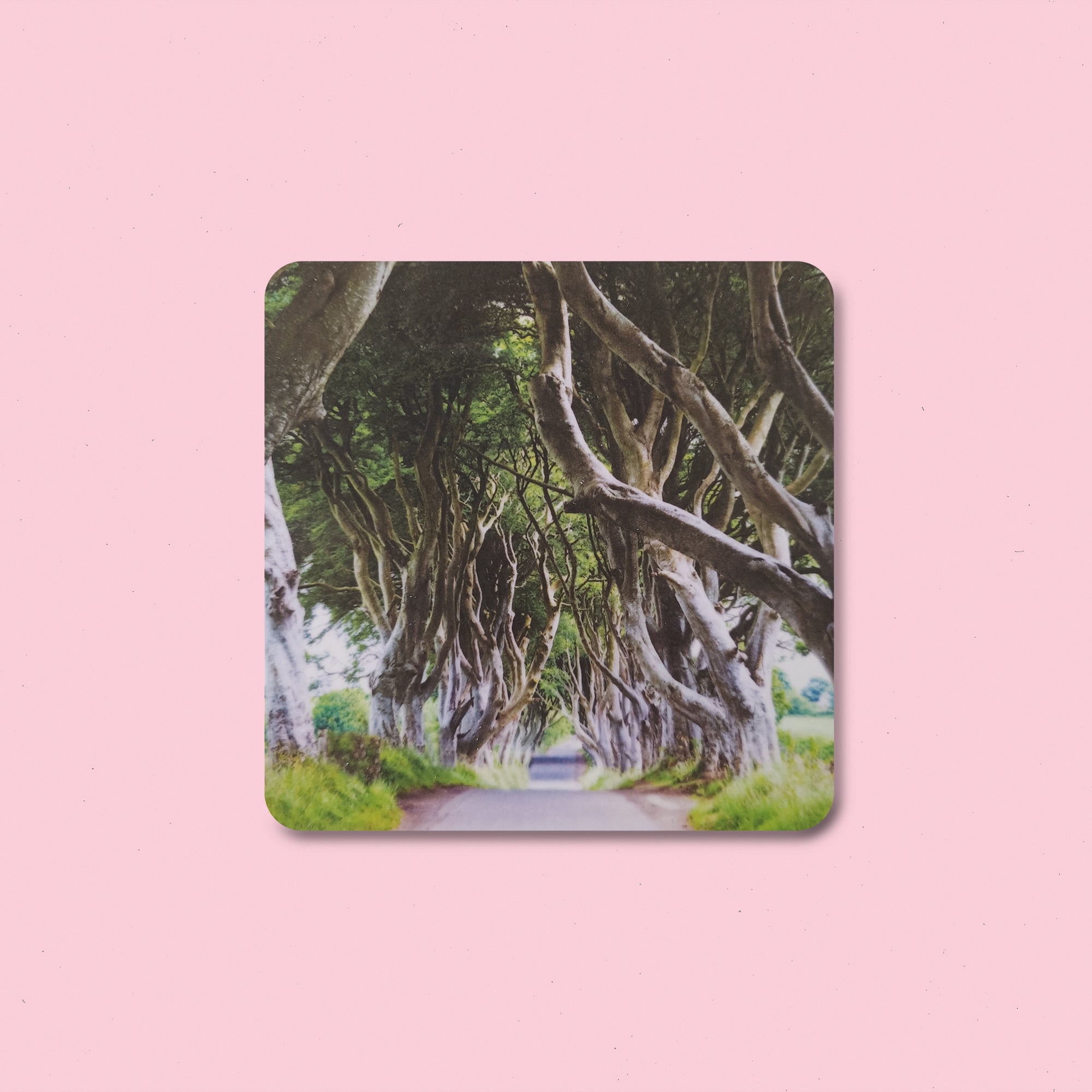 Northern Irish | Dark Hedges | Coaster | – Born & Bred